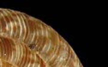 Critter of the Week Micro land snails | RNZ