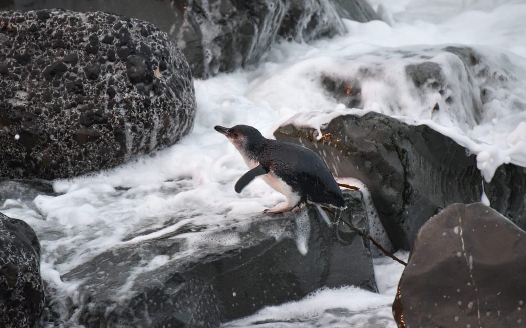 Ōamaru's blue penguins combine tourism, conservation and science | RNZ News
