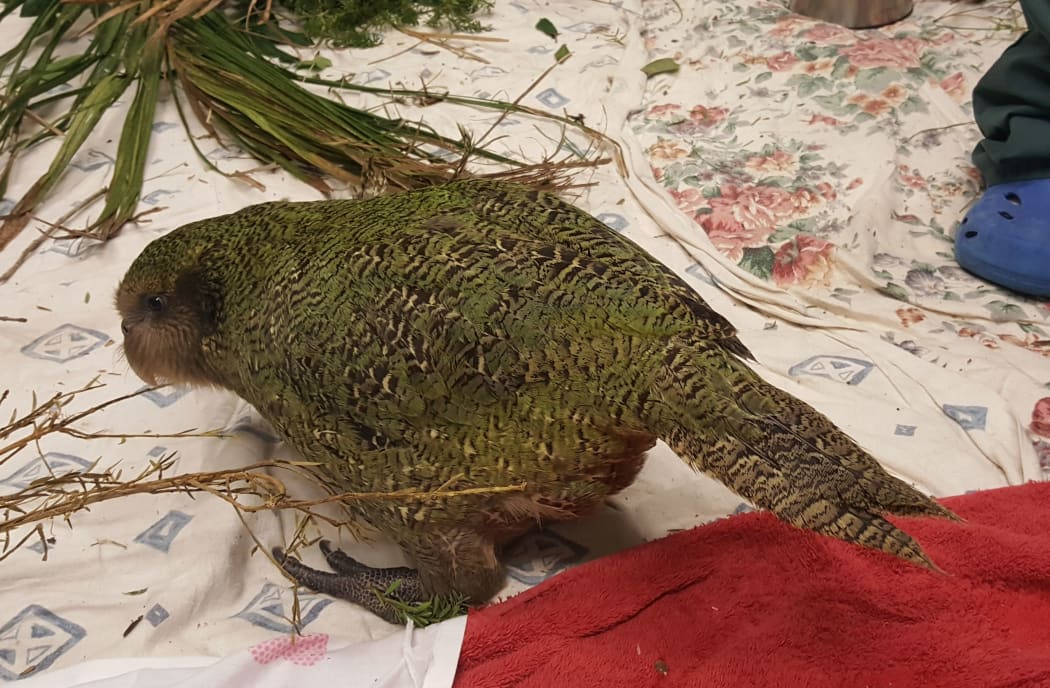 Behind-the-scenes of the kākāpō health crisis | RNZ