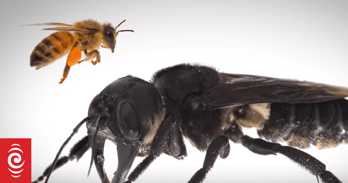 World's biggest bee found alive | RNZ News