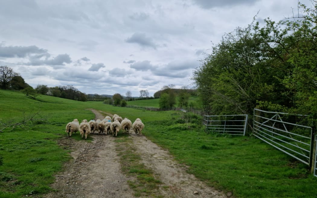Sheep chambers travel to UK to measure methane | RNZ News