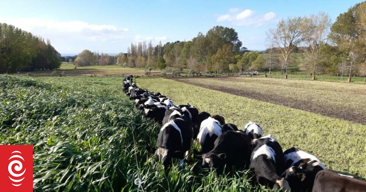 The importance of farming and primary sectors for economic recovery | RNZ