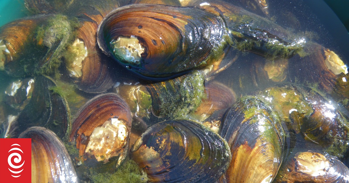 Critter of the Week: the Kakahi | RNZ