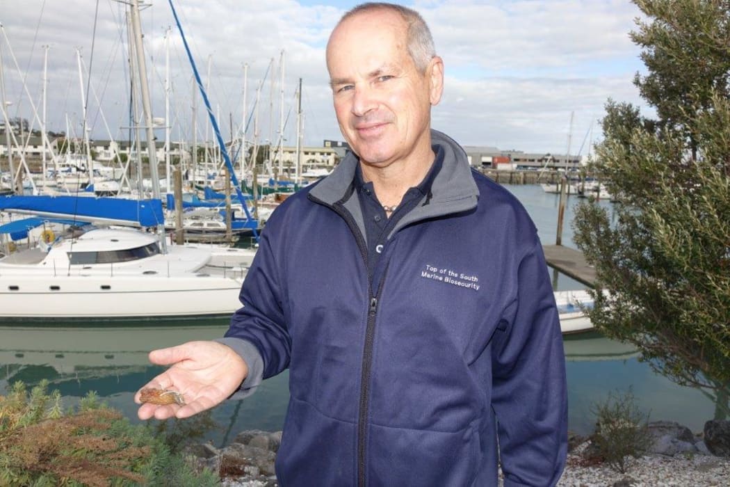Cute and squidgy but a threat to aquaculture | RNZ News
