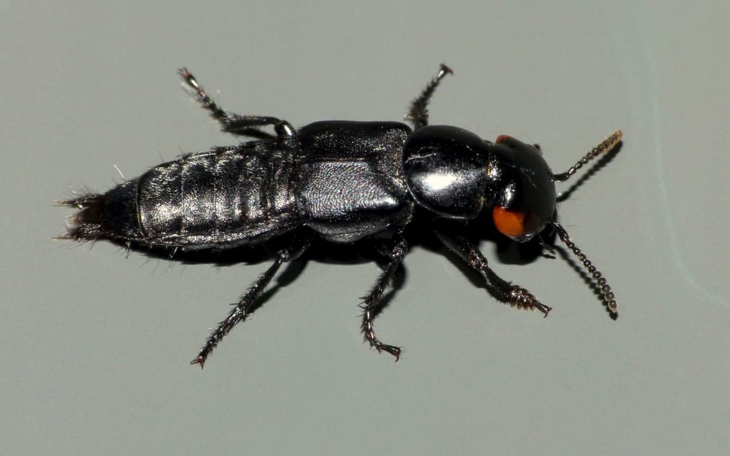 Critter of the Week: the devil's coach horse beetle | RNZ