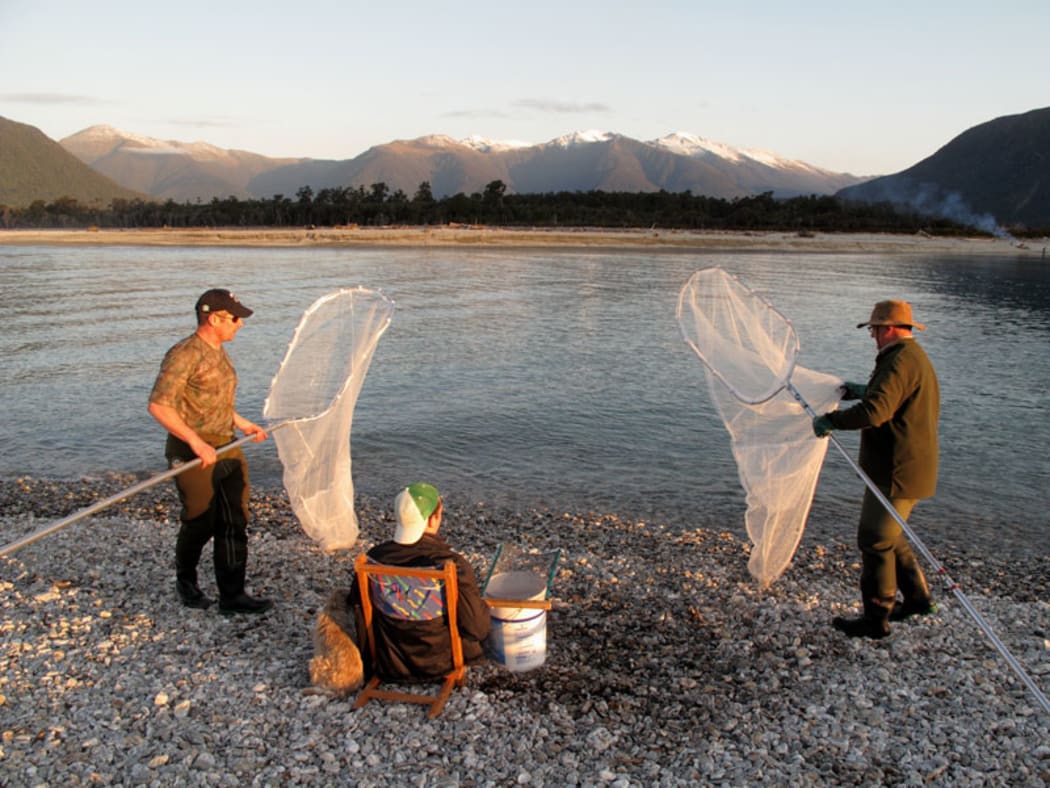 New, shorter whitebait season begins in September | RNZ News