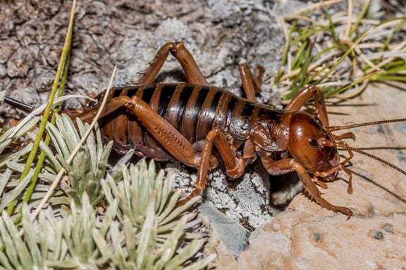 The Genius of Bugs | A Gallery from Afternoons | RNZ National