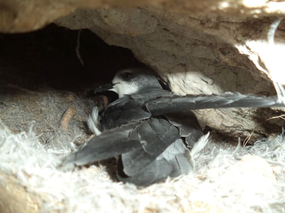 Saving rare seabirds from the brink of extinction | A Gallery from Nine ...