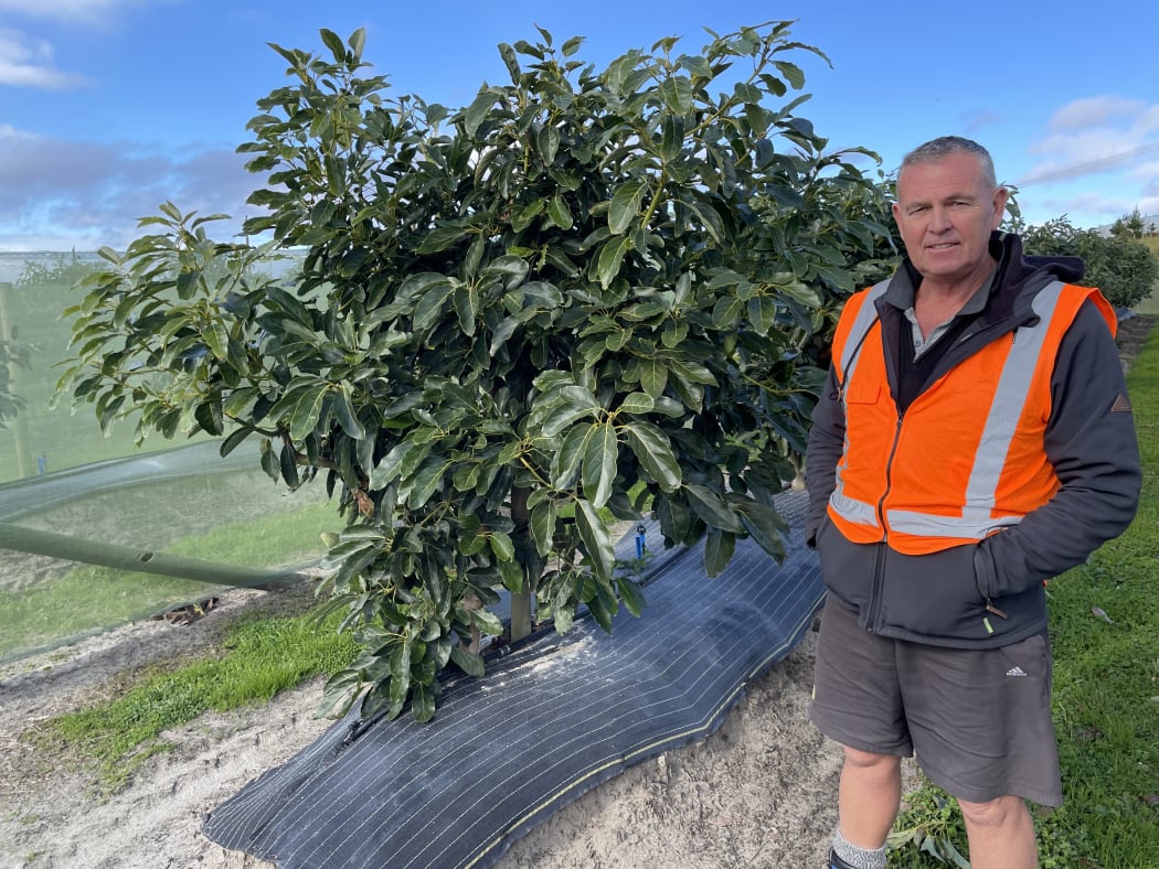 Huge Far North water verdict looms as avocados boom | RNZ