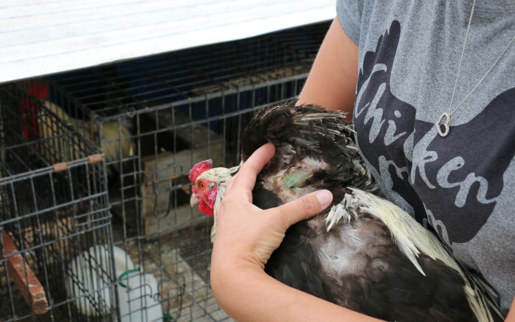 Chook rescuers seek happy homes for hens | RNZ