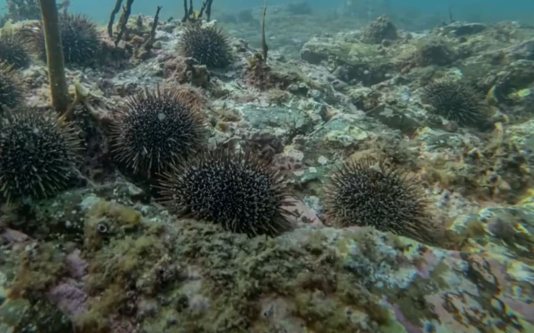 Kina removed in Marlborough Sounds to help rejuvenate reefs | RNZ News