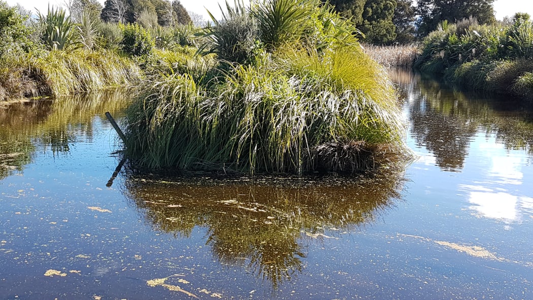 Forest and Bird calls for wetland restoration plan | RNZ