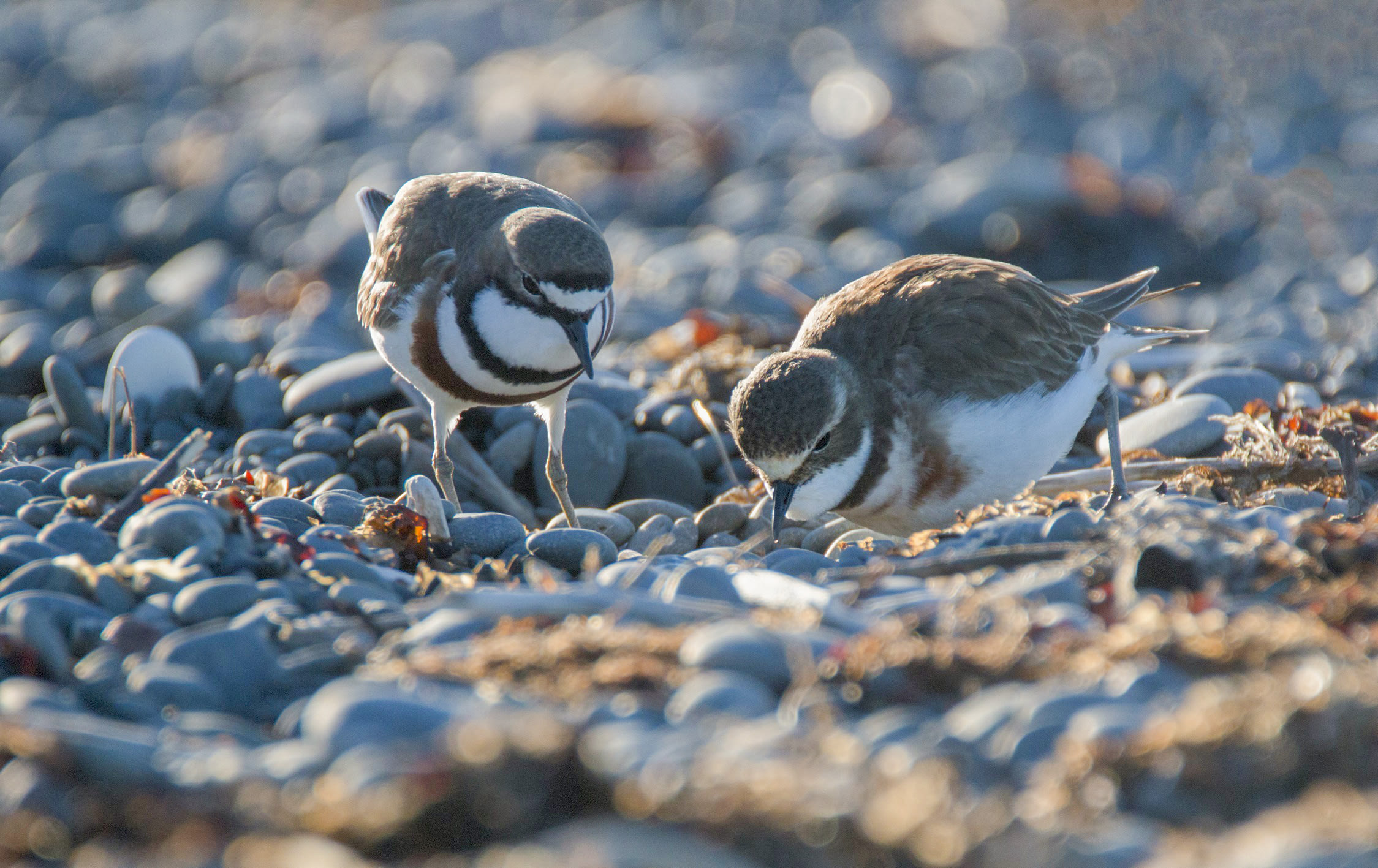 The couple protecting Kaikōura's precious banded dotterels | RNZ