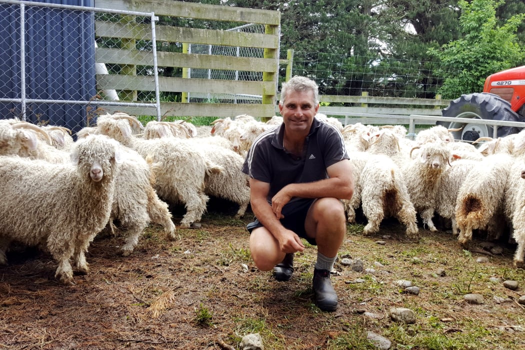 Mohair, mo' money: farming Angora goats in Canterbury | RNZ