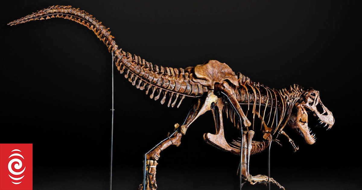 Auckland Museum to display adult male and female T-rex fossils together ...
