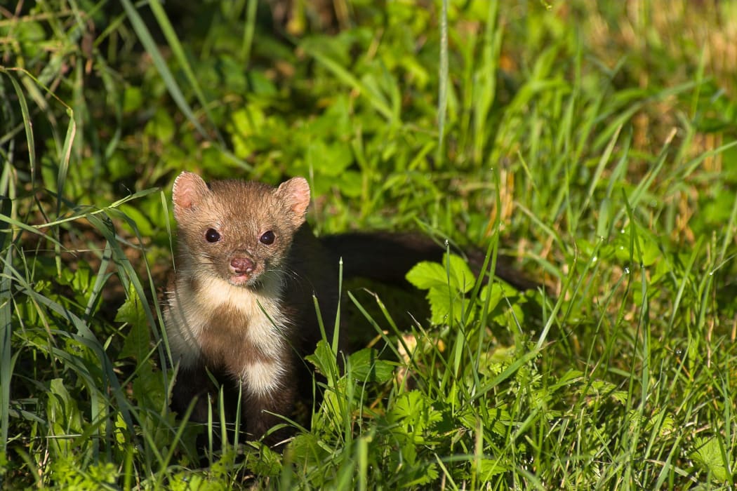 Hunt for stoats on Great Barrier Island ends | RNZ News