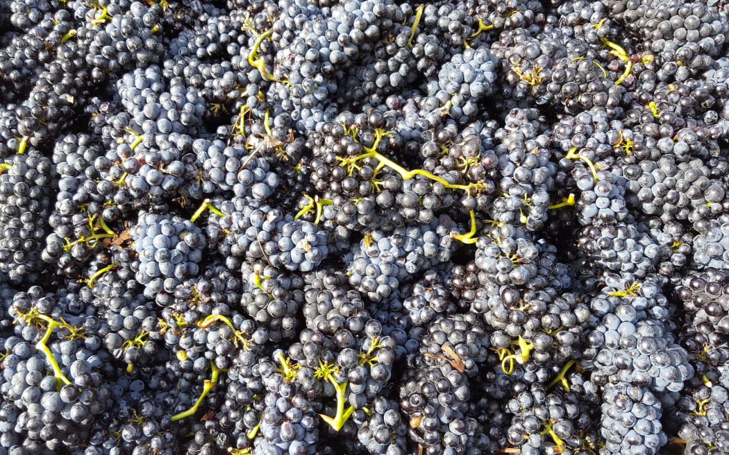 It's sour grapes for drivers after spill jams motorway | RNZ News