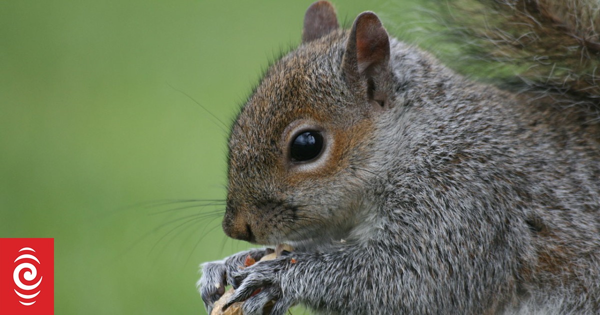 What we can learn from animals | RNZ