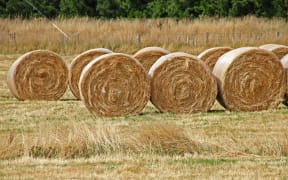 Boost for Maori leadership in agriculture | RNZ News