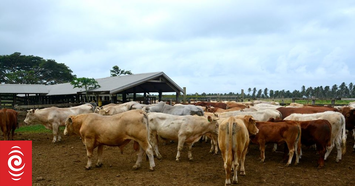 Vanuatu cattle herd growing | RNZ News