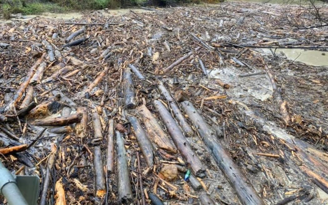 Forestry slash at beach: 'It is a terrible tragedy' | RNZ News