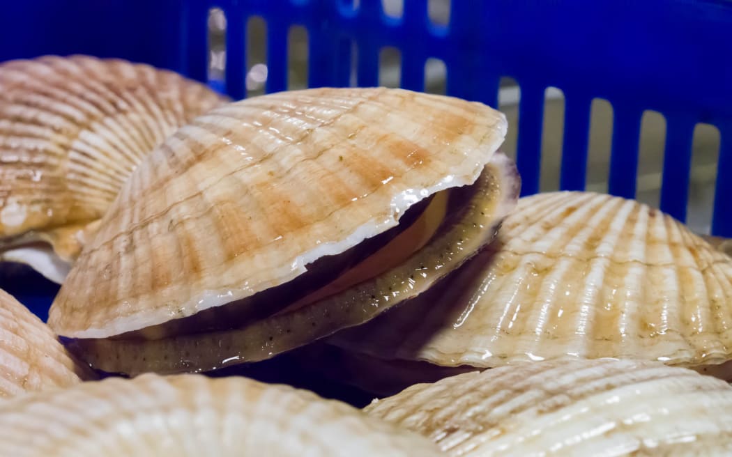Alert over toxic shellfish for North Island's East Coast | RNZ News