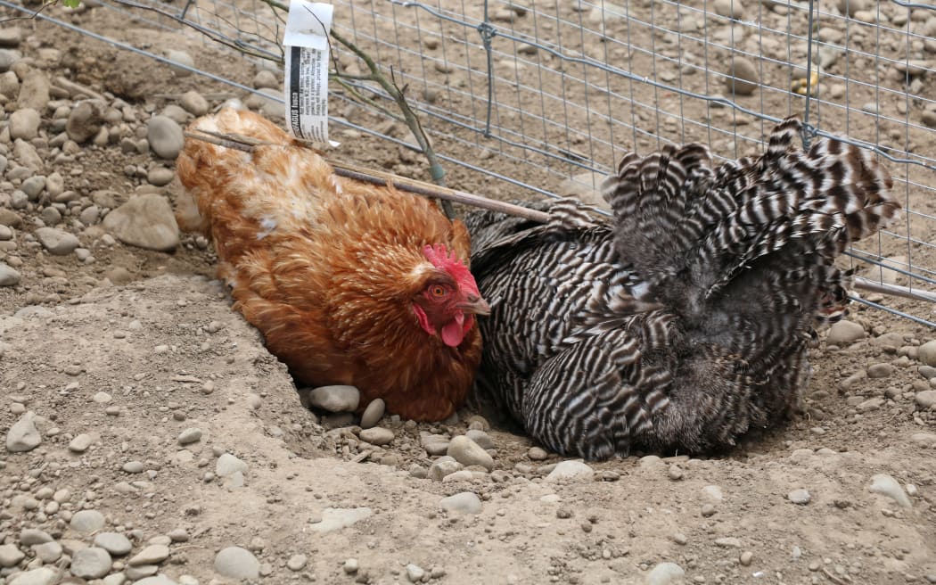 Chook rescuers seek happy homes for hens | RNZ