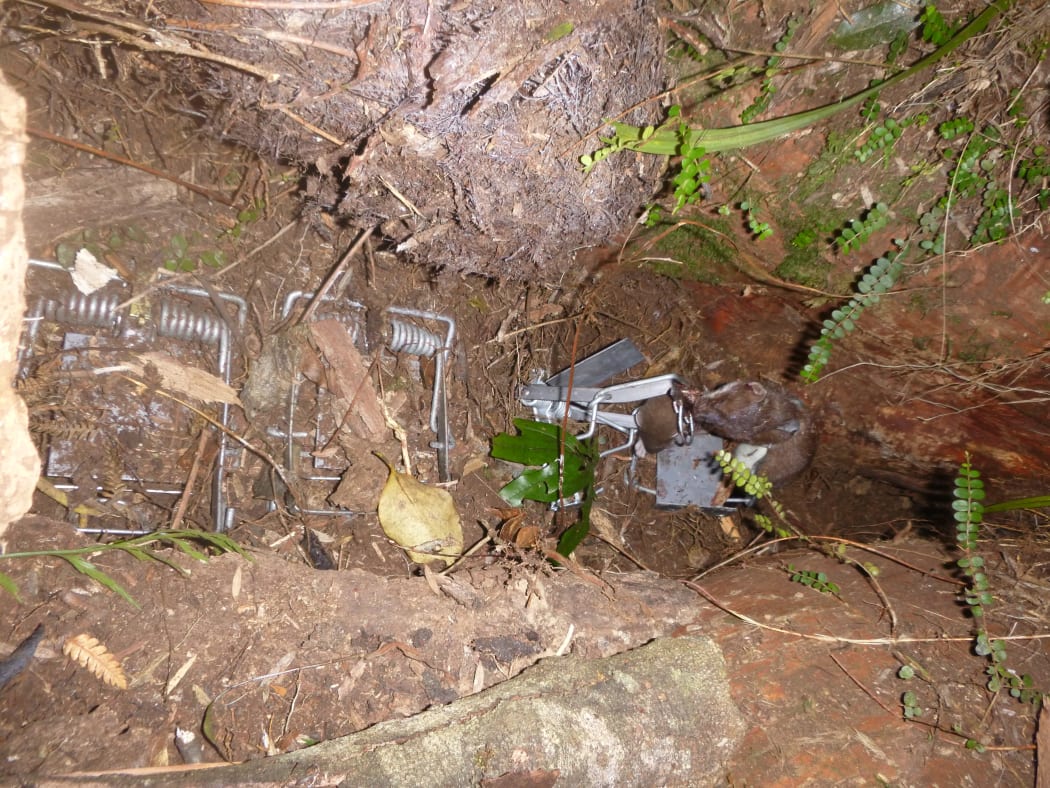 Stoats nest found at Dunedin sanctuary | RNZ News