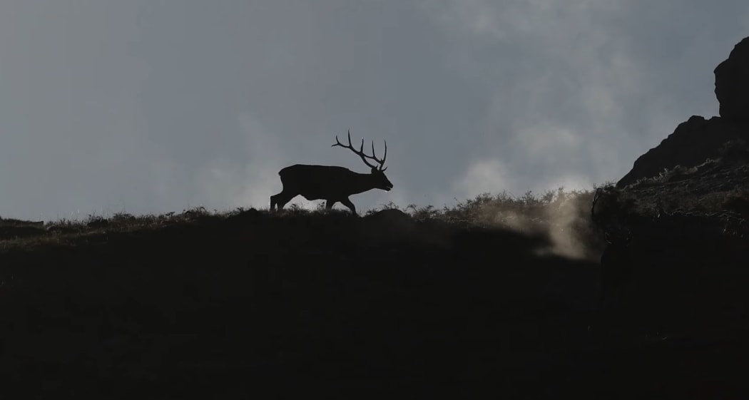 Review: The Velvet Queen | RNZ