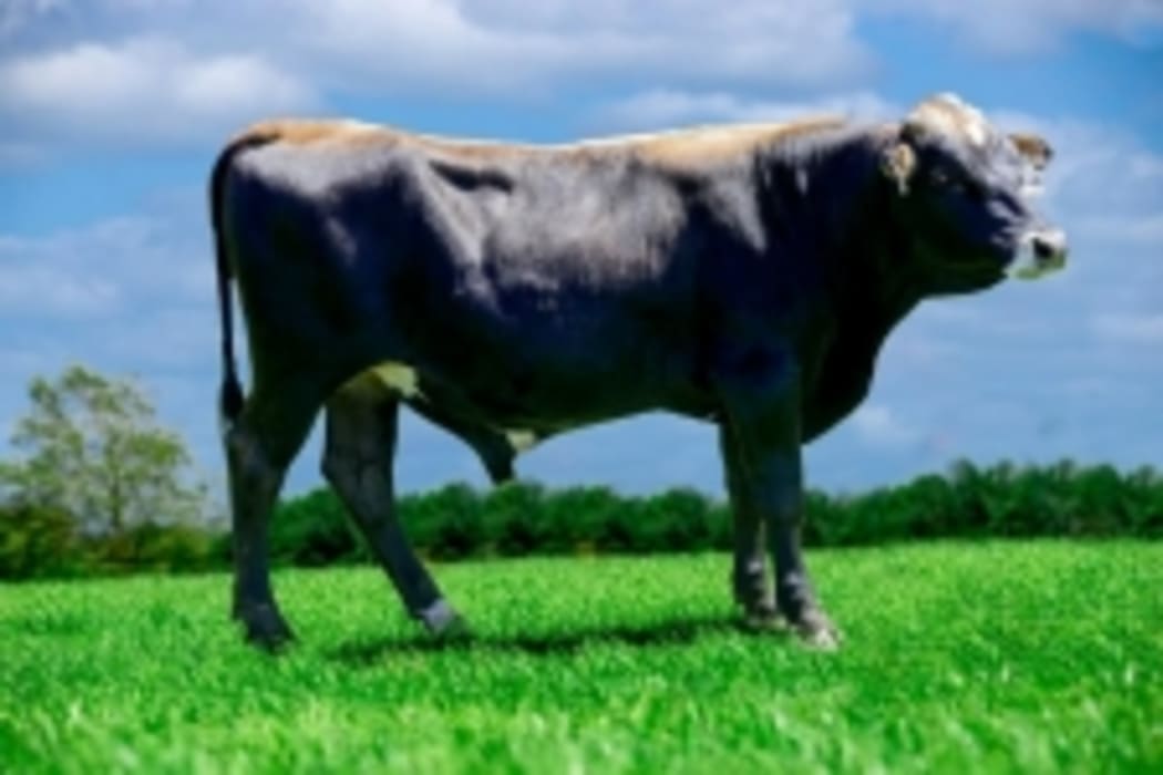 Special gene makes heat-resistant cows | RNZ News