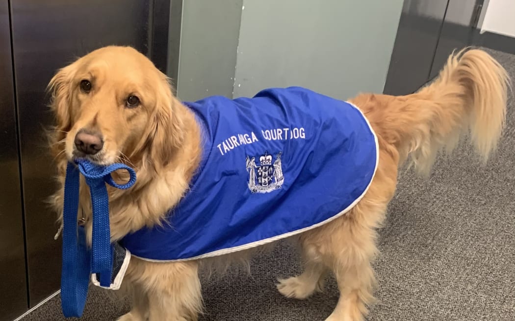 Meet Mabel the court therapy dog | RNZ