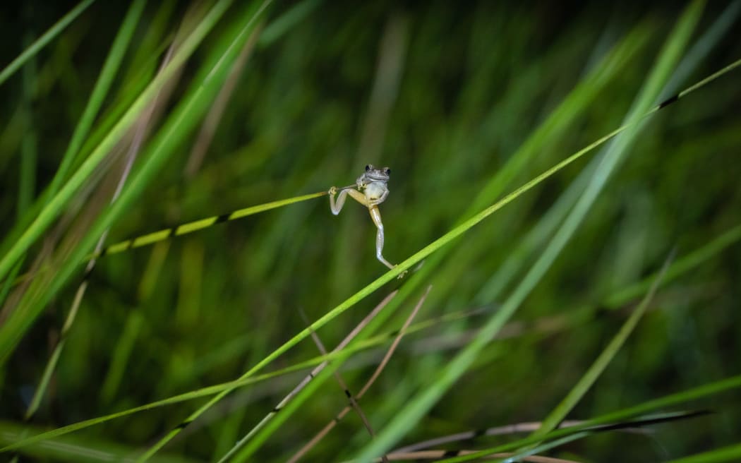 Fire-proof frogs emerge from the Australian bush fires of 2019 | RNZ