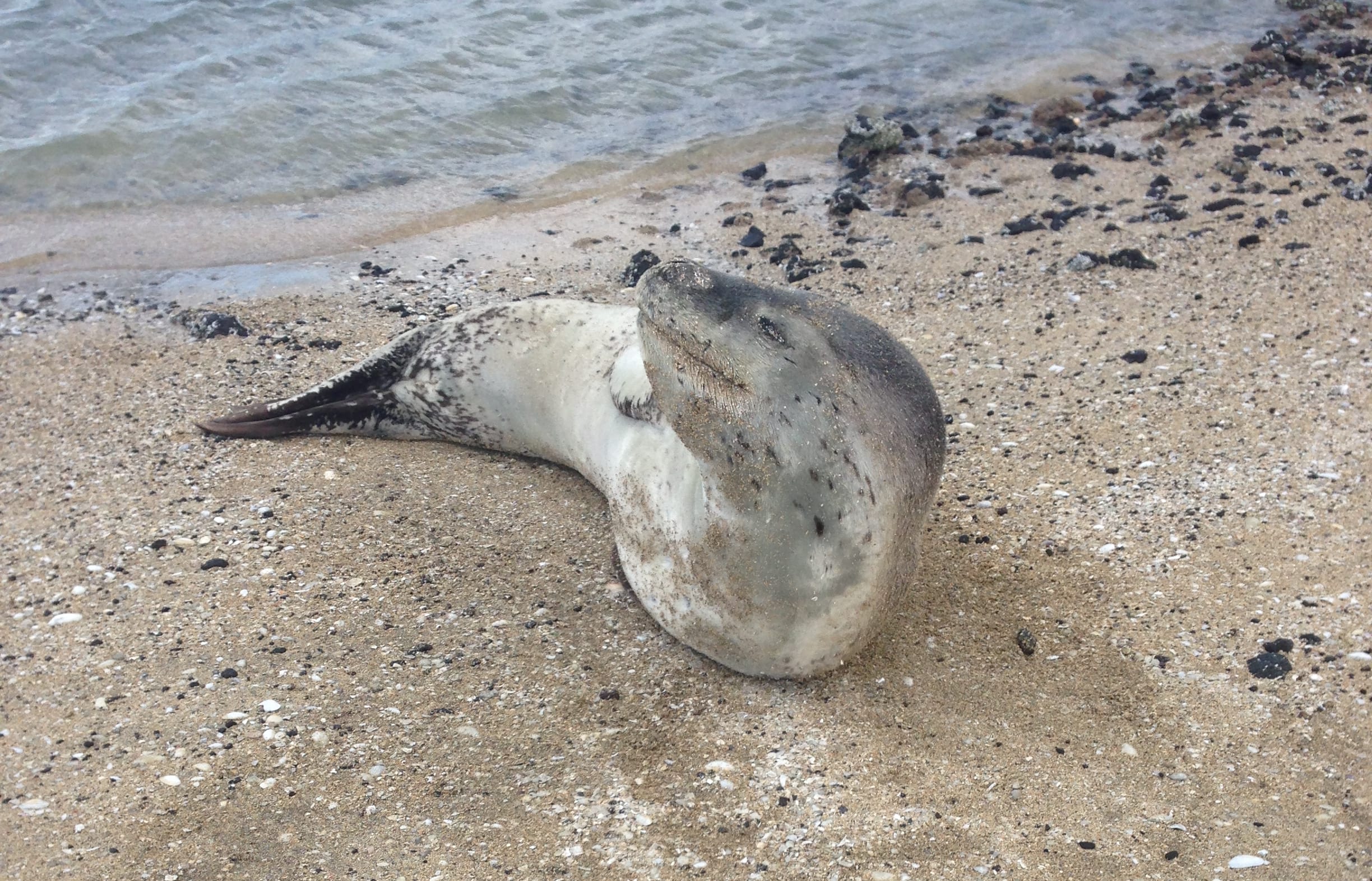 Spotted: Owha the seal is back | RNZ News