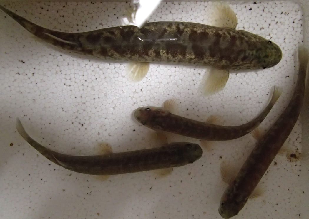 Whitebait mysteries – unravelling the lives of baby native fish | RNZ