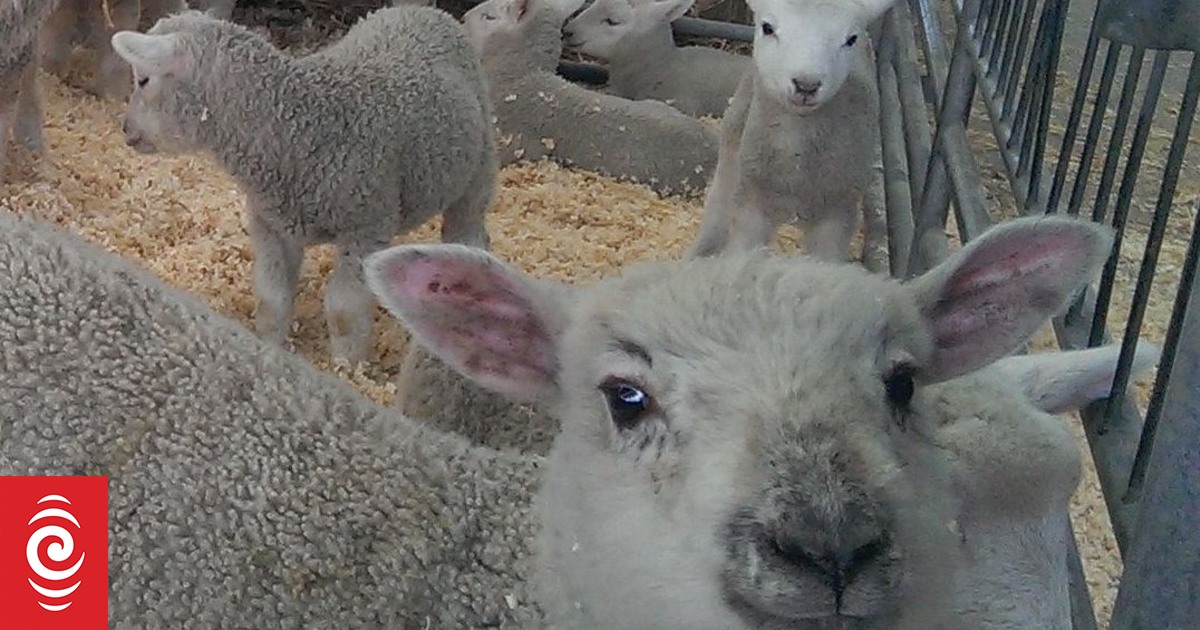 Reminder about sheep measles | RNZ News