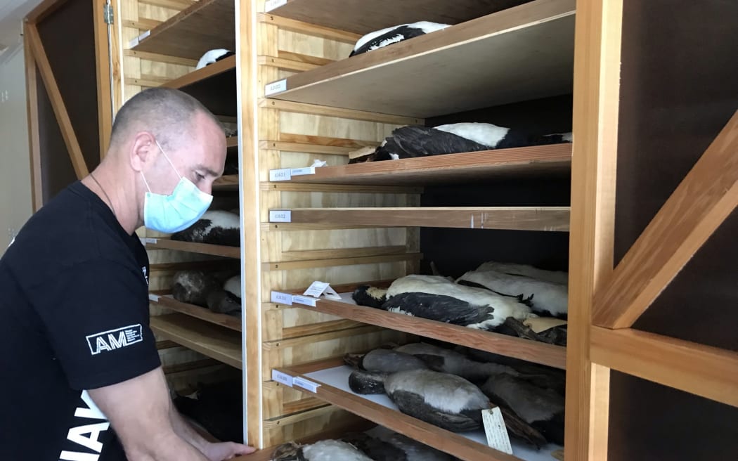 What feathers can tell us about the past lives of seabirds | RNZ