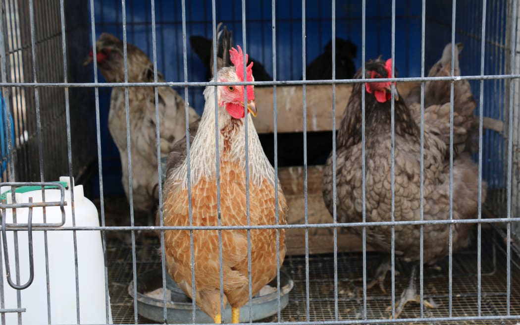 Chook rescuers seek happy homes for hens | RNZ