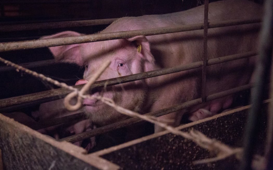 Pig problems and the debate over farrowing crates | RNZ