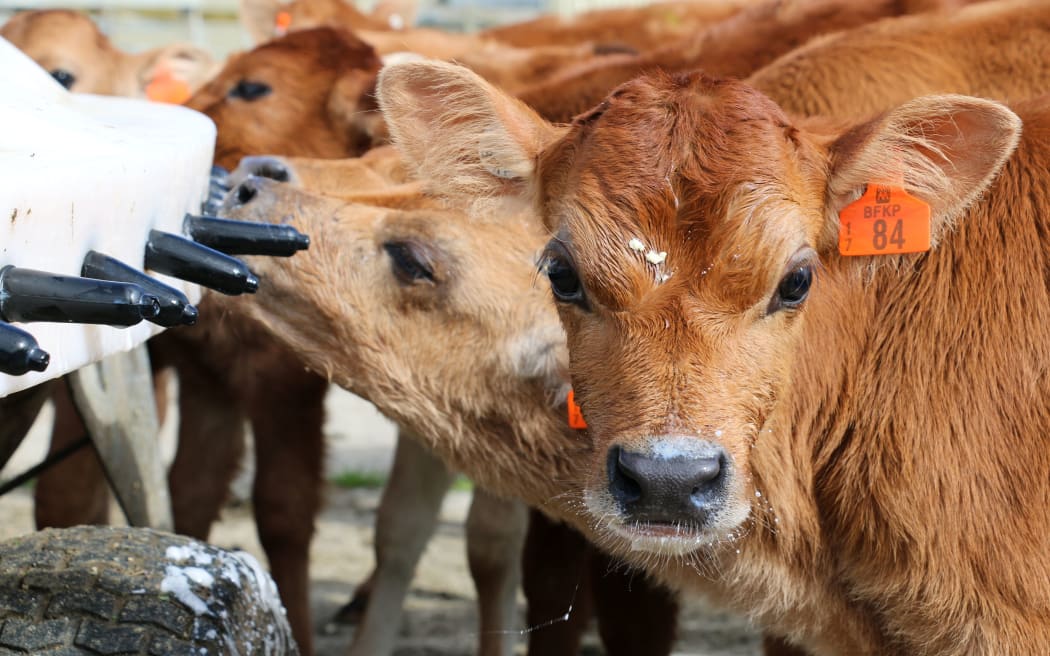 Fears of cow shortage as calf rearers in short supply | RNZ