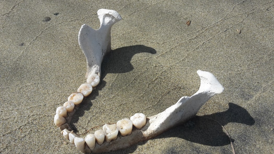 Human jawbone found in Nelson estuary | RNZ News