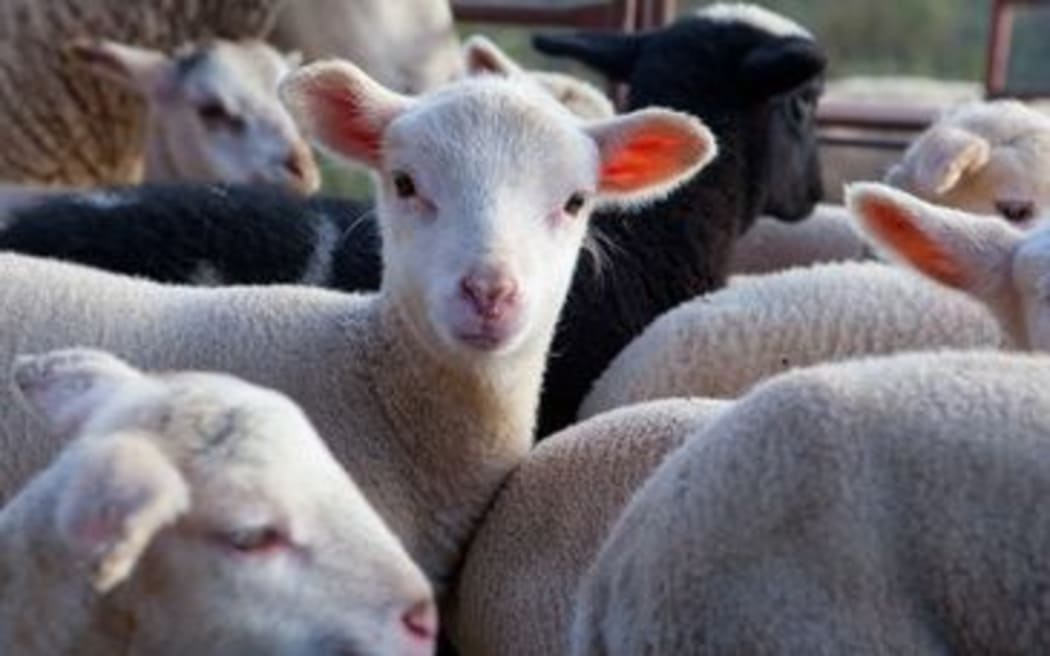 Flying sheep raise eyebrows | RNZ News