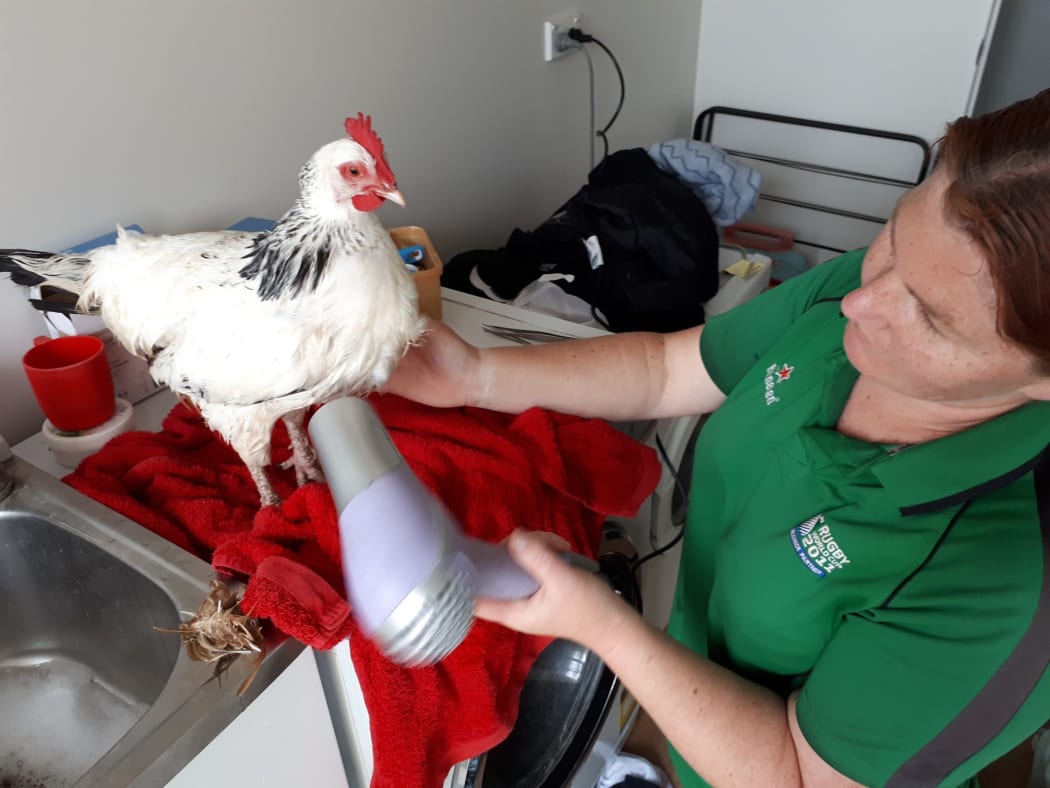 A cracking yarn: The rescue of Canterbury chickens | RNZ