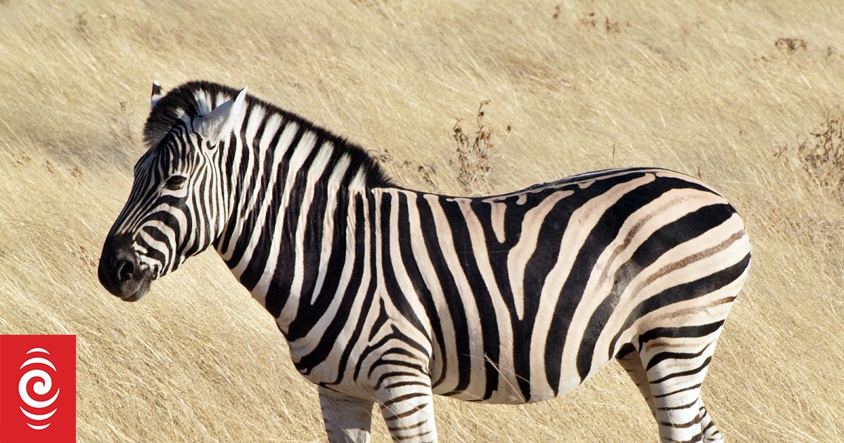 Why zebras have stripes | RNZ