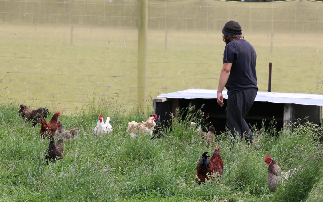 Chook rescuers seek happy homes for hens | RNZ