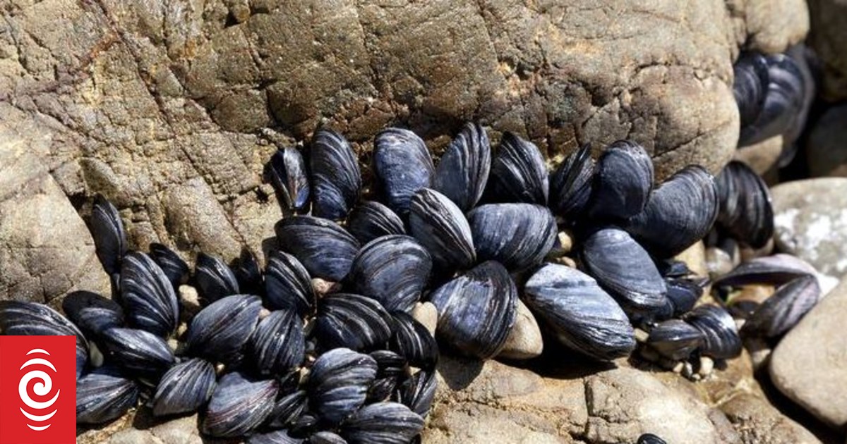 Shellfish ban still in place for Tory Channel | RNZ News