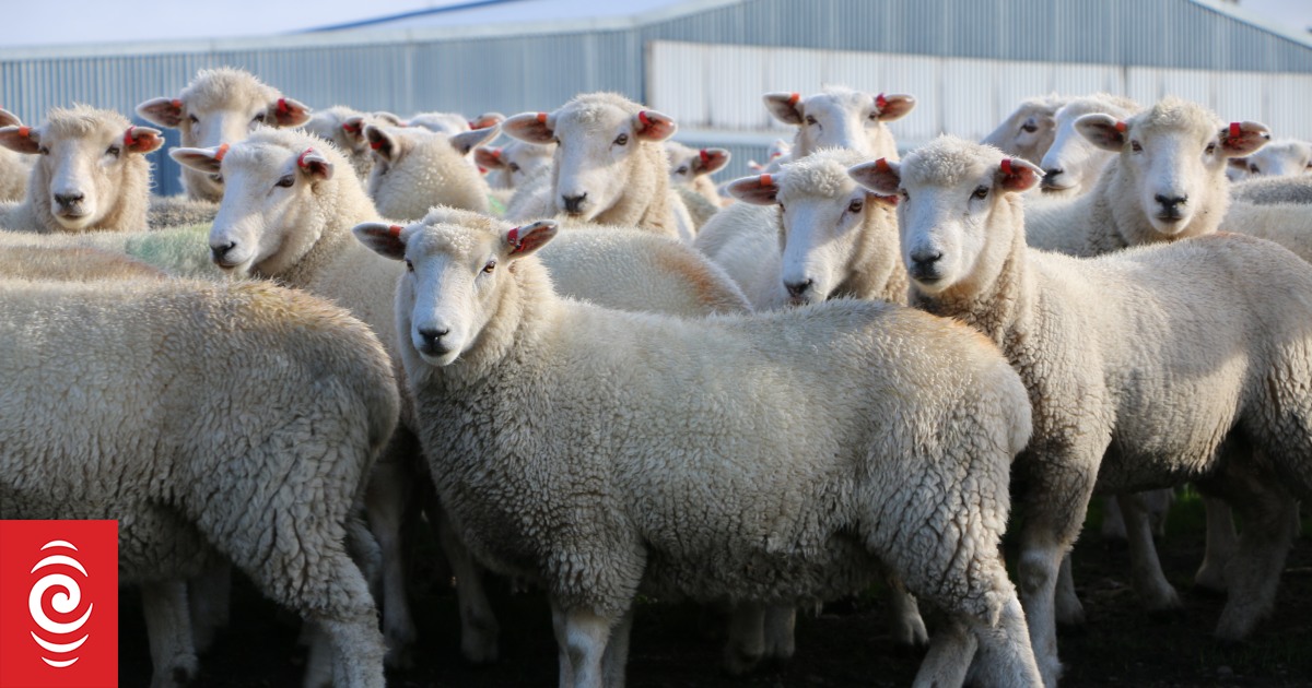 Farmers hear from scientists on self-shedding sheep breed | RNZ