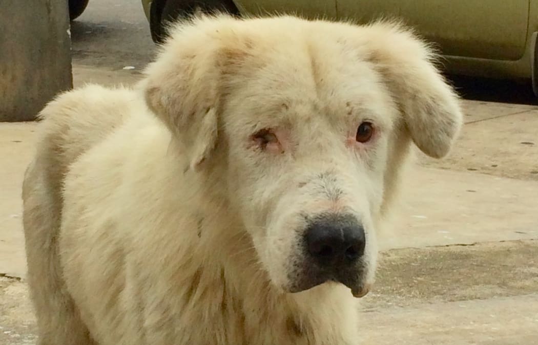 New animal welfare group established in Tonga | RNZ News