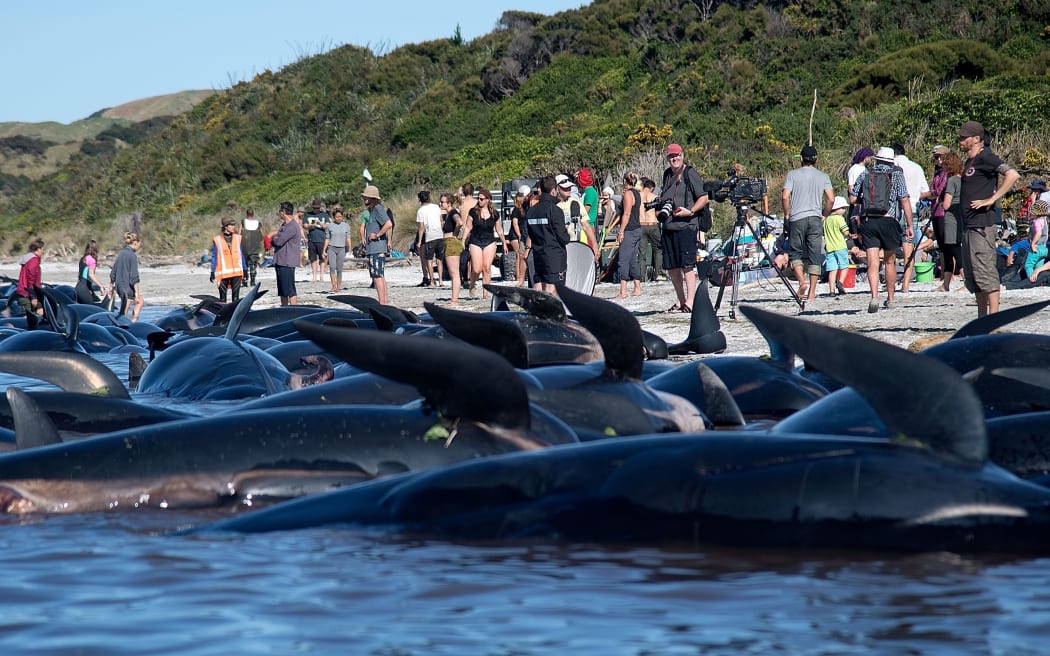 Bittersweet victory after massive whale stranding | RNZ News