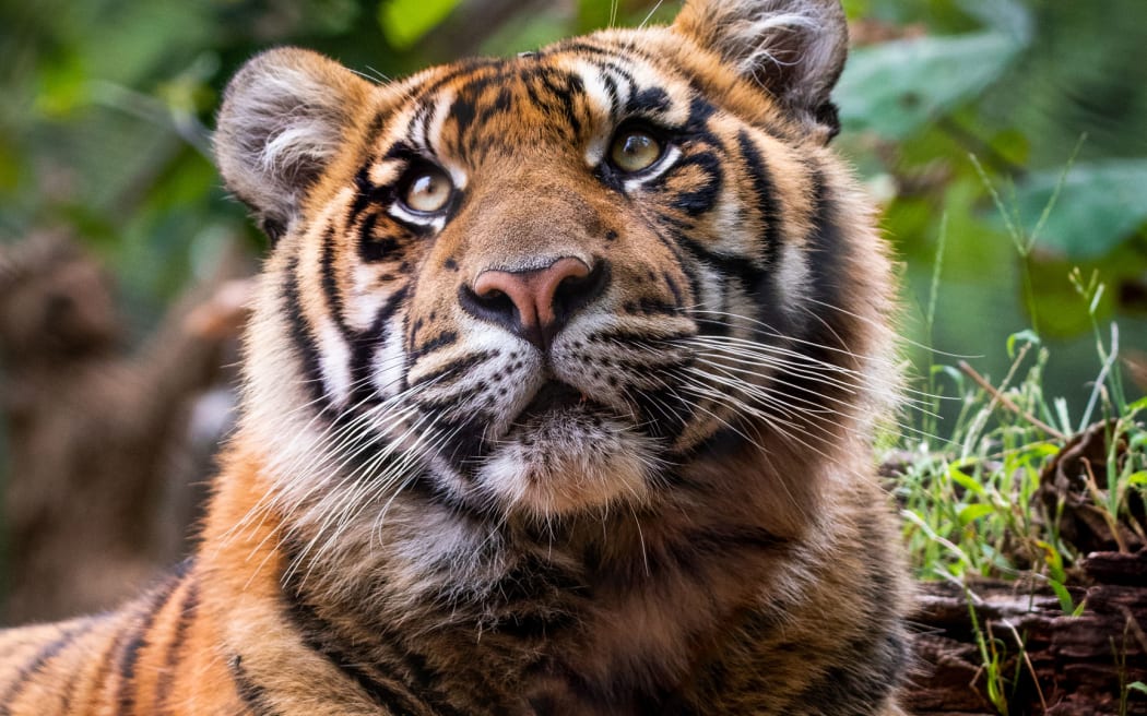 Auckland Zoo Sumatran tiger mating again after killing cub and ...