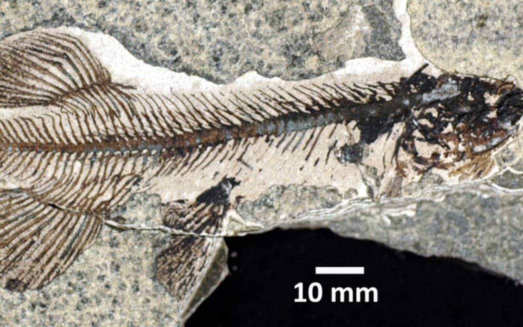 Bones of contention: West Coast whale fossil and ethics of private ...